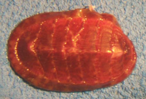 Chiton