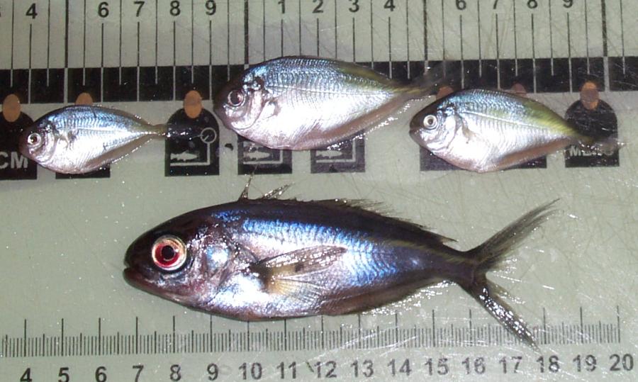 Untitled [www.bio.umass.edu]