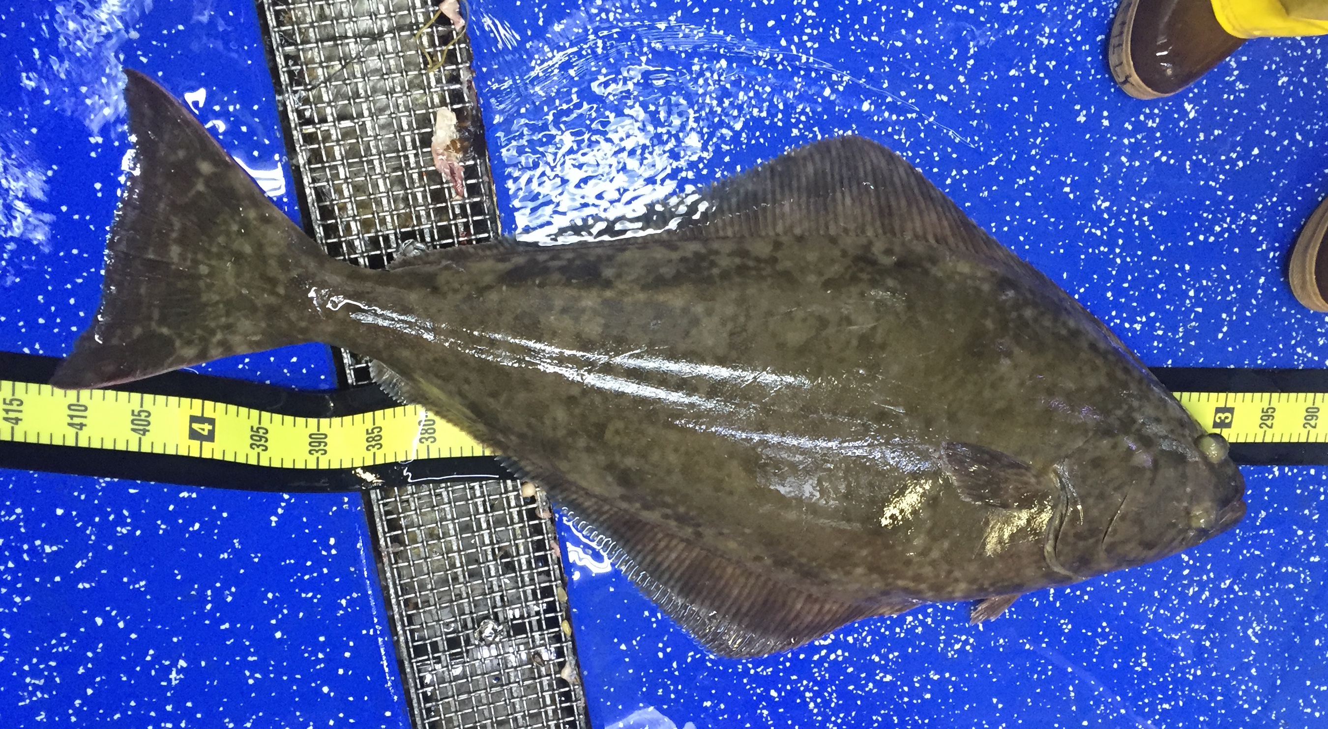 Halibut 63 | 65 | 66