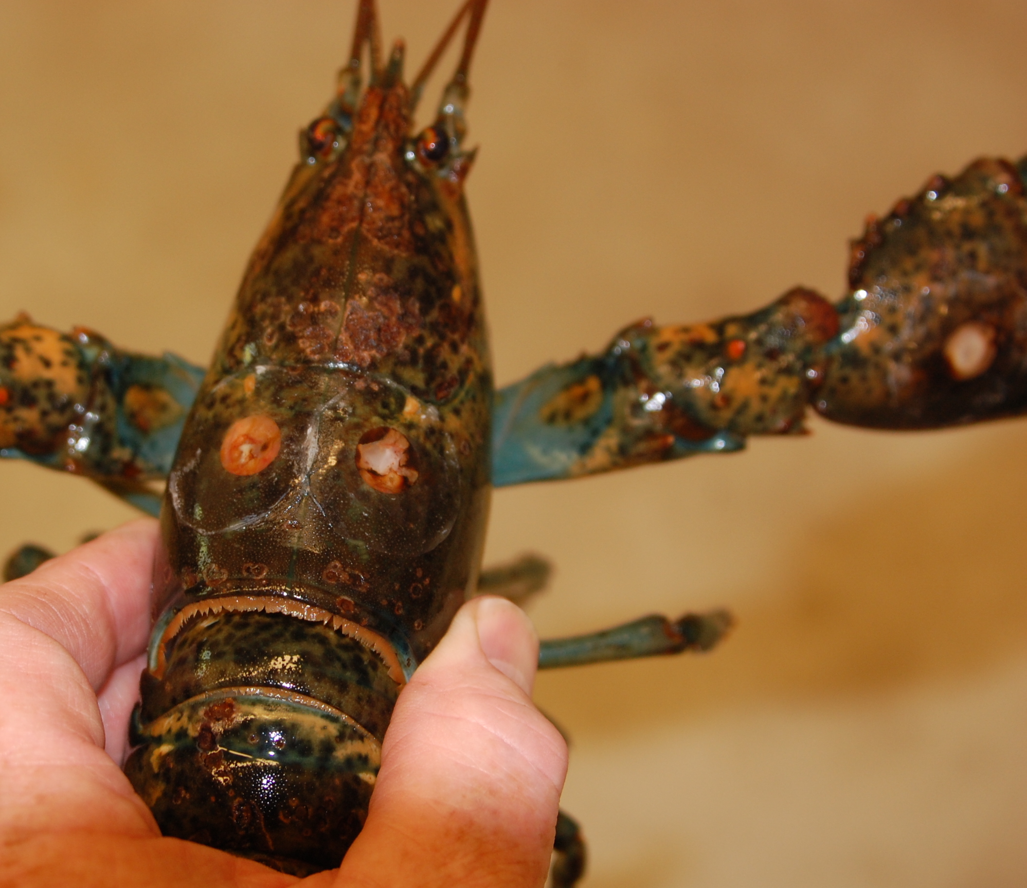 More 3-medallion lobster images: