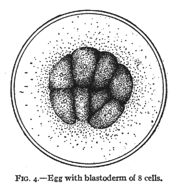 Tautog Development Page